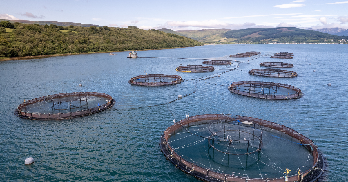Aquaculture: Preventing Cage Failures with Load Cells